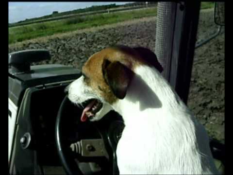 A Jack Russell driving a tractor - YouTube