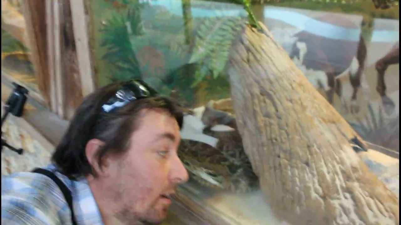 GATORLAND - Amazing Roadside Attraction - with Beth Vandal - YouTube