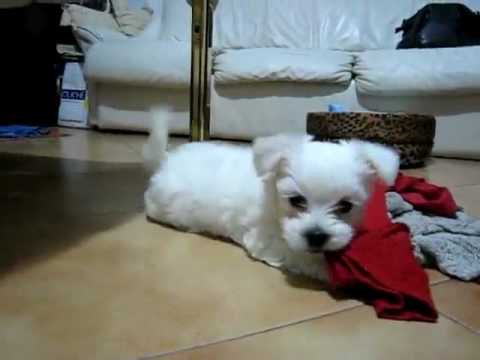 Cindy è una cagnolina Maltese nata il 6 Dicembre 2008 - YouTube