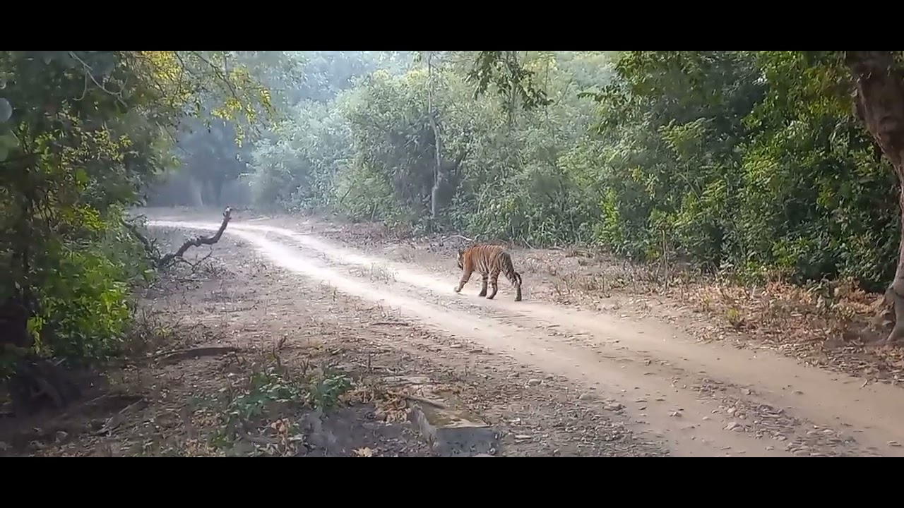 jim Corbett national park Zhirna zone fmale caps onda rod - YouTube