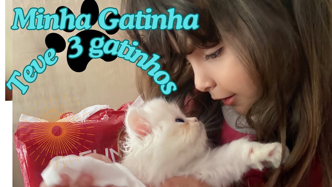 Minha Gatinha Ganhou Bebês Youtube