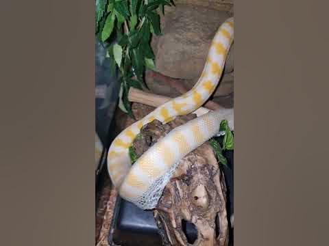 albino Darwin carpet python shedding skin amazing pattern - YouTube
