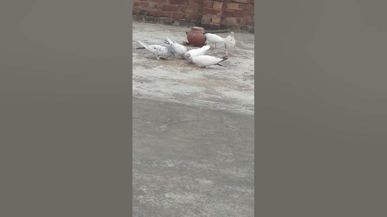 ik shonk kabutar bazi da Punjab - YouTube