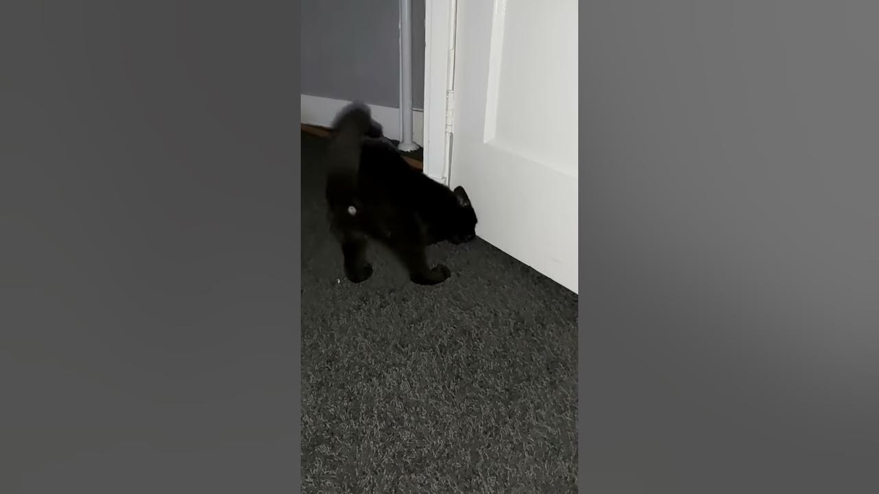 Grappige katten filmpjes - YouTube