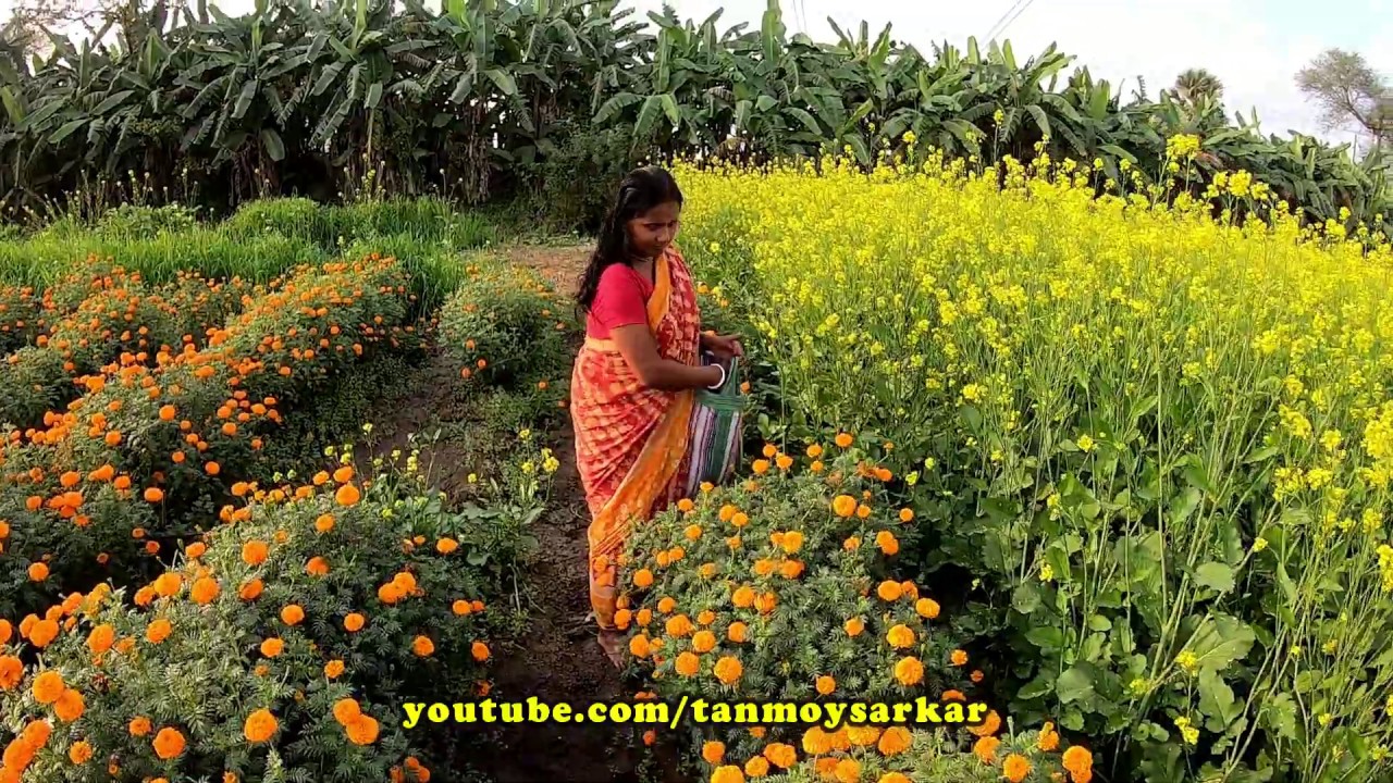 Beautiful Village Scenery Of Bengal | Phulia, Nadia District, West ...