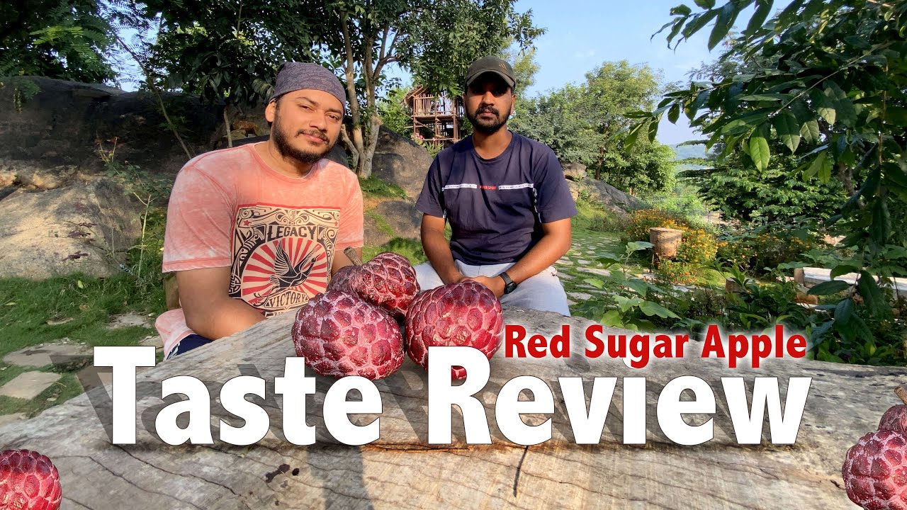 Red Sugar Apple(Custard Apple) Taste Review - Krishi App - YouTube