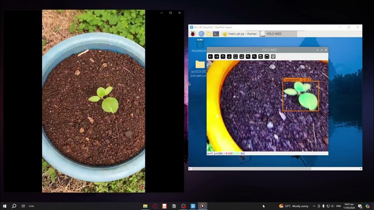 YOLOv8-based Eggplant Crop and Weed Detection Demo using Raspberry Pi ...