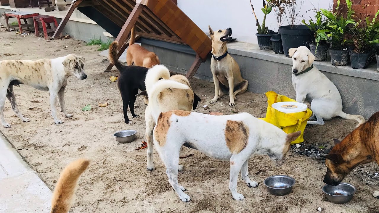 Feeding homeless dogs ️ - YouTube