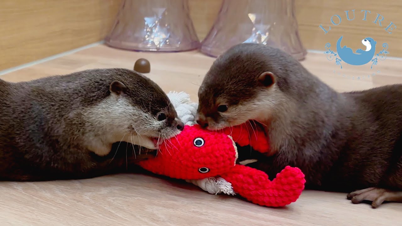 Otter Teaching His Brother How to Hunt - YouTube