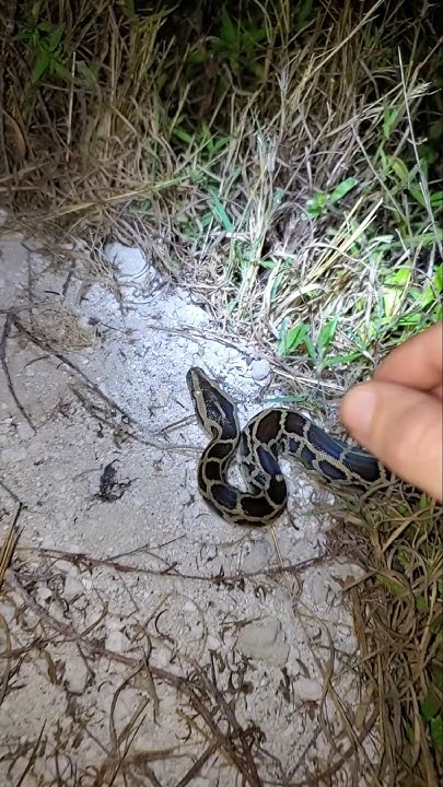 Caught A Python Met A Toad - YouTube