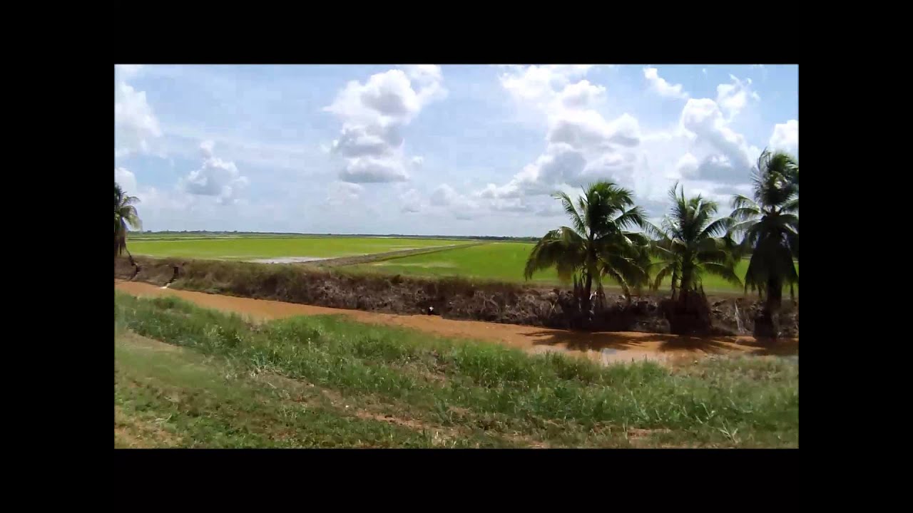 Suriname - Rice Fields - YouTube