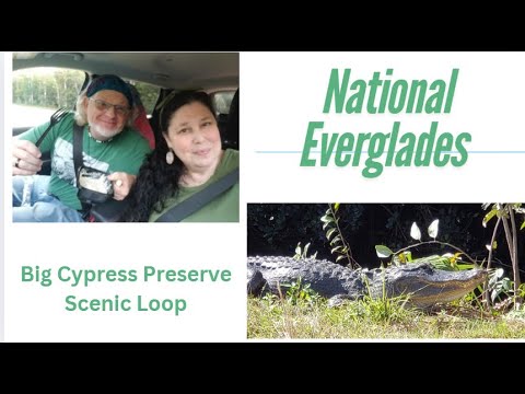 Gators Everywhere! Big Cypress Preserve Scenic Loop on the edge of the ...