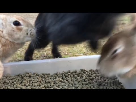 Black Rabbit Jumping Kick - YouTube