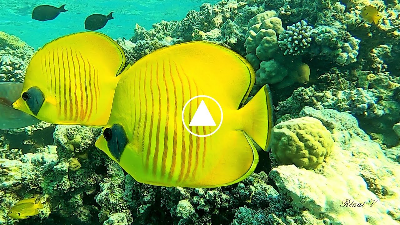 Poisson Papillon demi masqué poisson Papillon rubané et poisson Clown ...