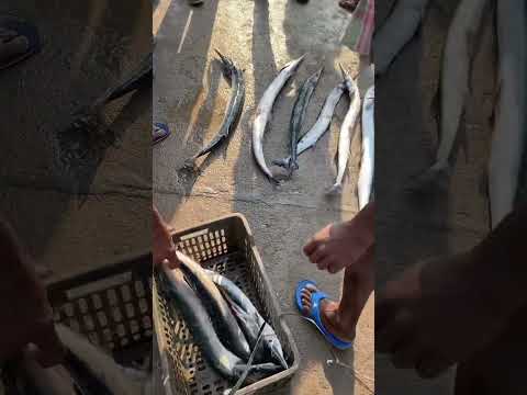 Green kolachi fish (round kola) || #youtubeshorts #youtube #nature # ...