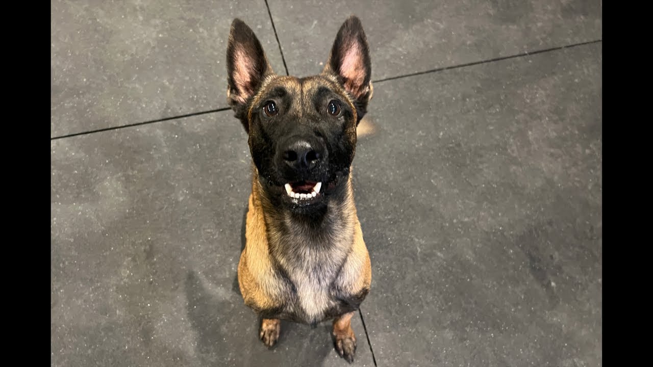 Magnus Food Training - YouTube