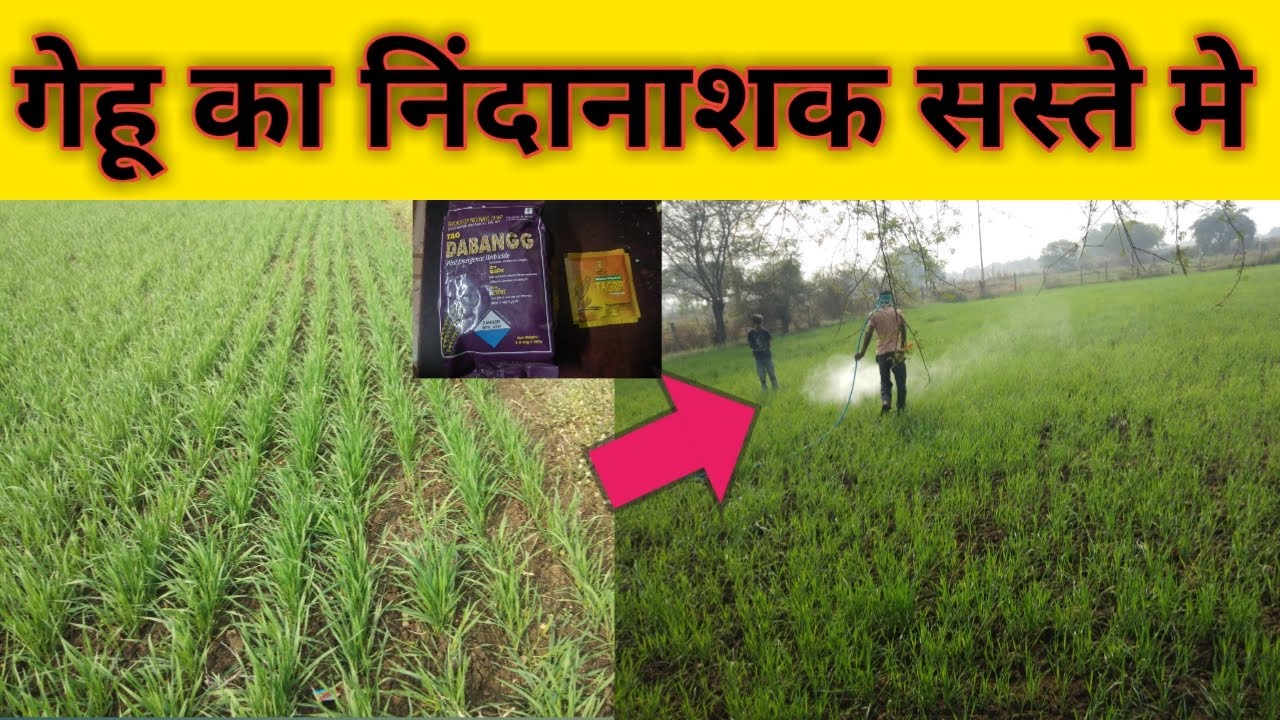 गेहू का नींदानाशक सस्ते में करें सकरी व चावडे पत्ते को ख़तम - YouTube