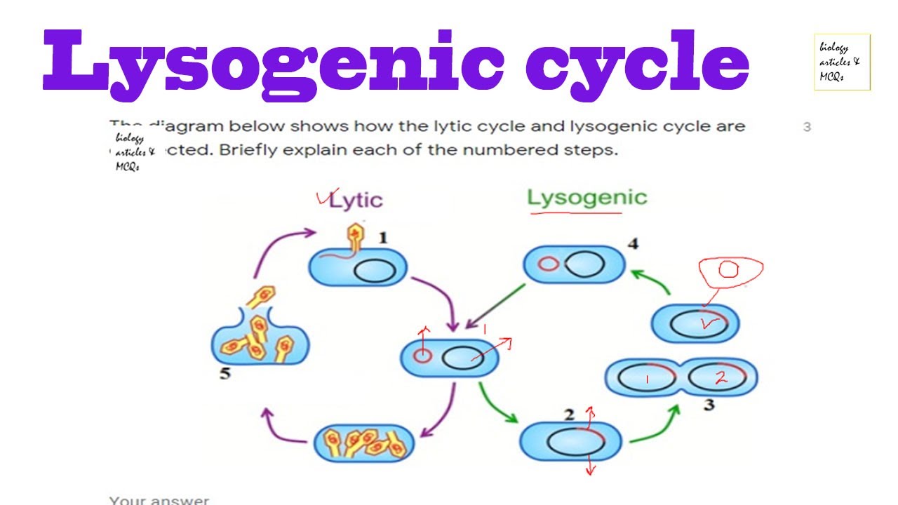 Lysogenic cycle of bacteriophage || BIOLOGY ARTICLES AND MCQS || - YouTube