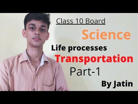 Transportation, Life processes, class 10, Biology - YouTube