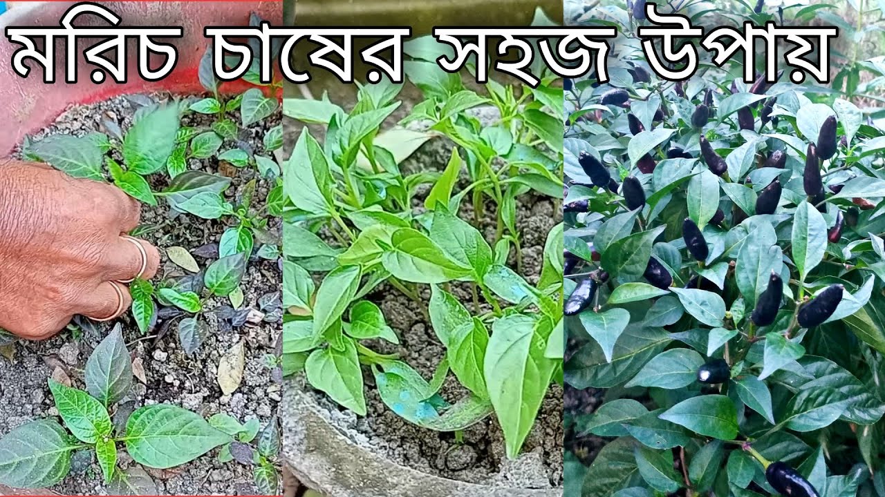 মরিচ চাষের সহজ উপায় দেখুন - পীযুষ মল্লিক - Pijush Mallick - YouTube