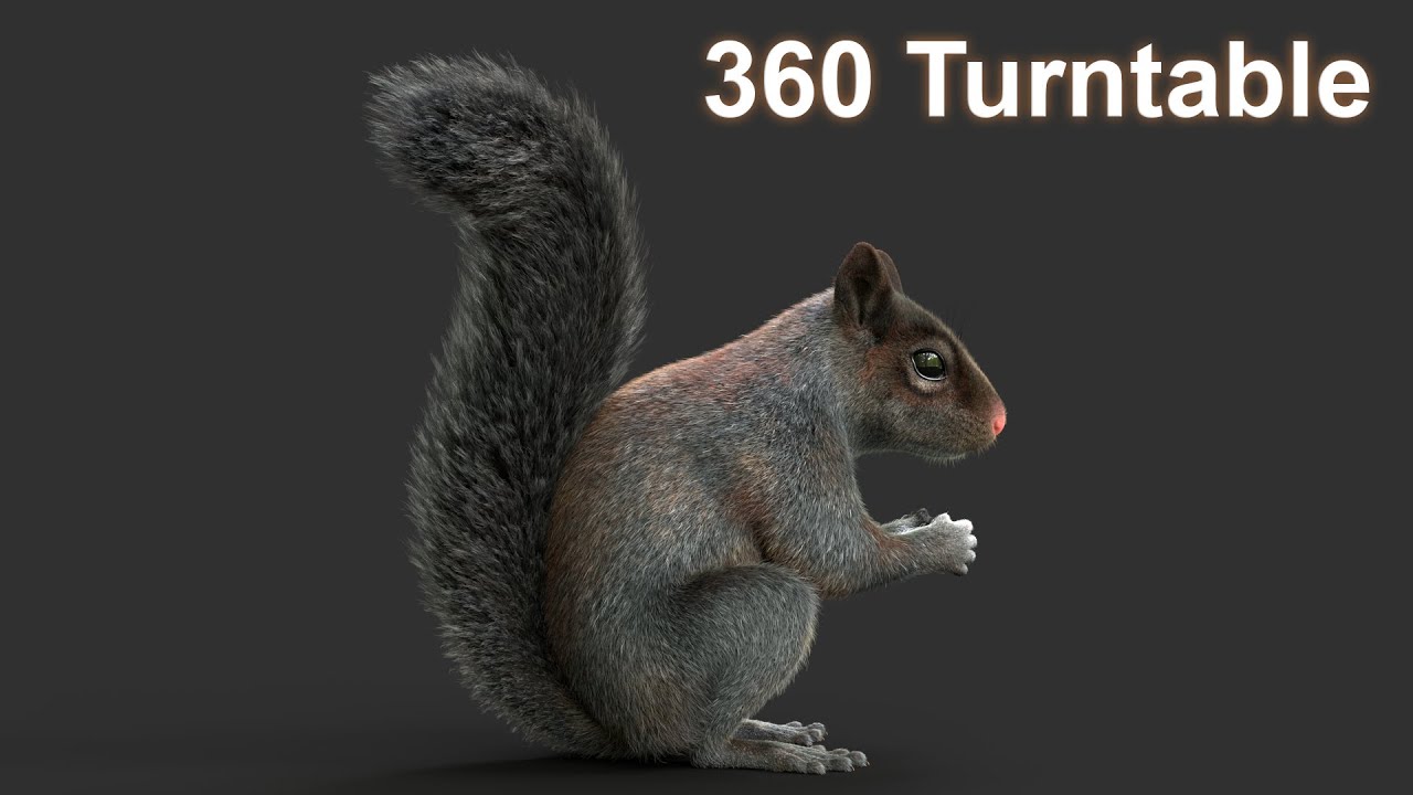 Gray squirrel xgen 360 turntable | CG Creature artist #stynsour - YouTube