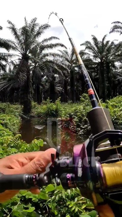 UMPAN JATUH LANGSUNG DI SAMBAR - YouTube