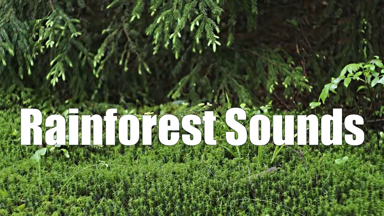 Sounds of the rainforest l Birds singing and the sound of the river for ...
