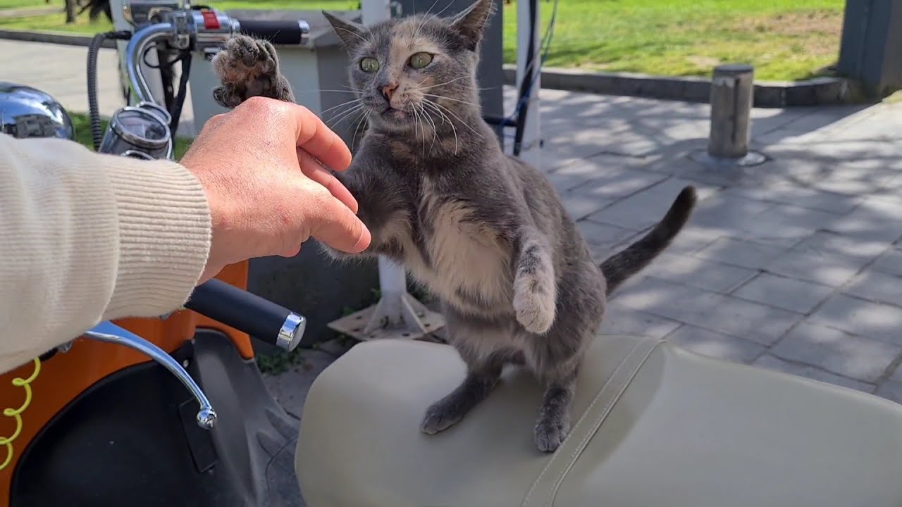 I think this Psychotic and Angry Gray cat has trained in Kung Fu before ...