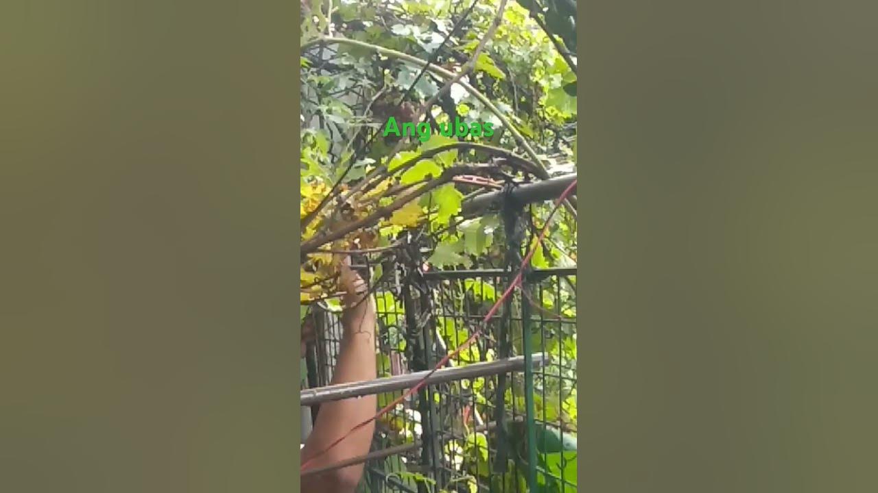 Bunga ng ubas pinitas ko na - YouTube