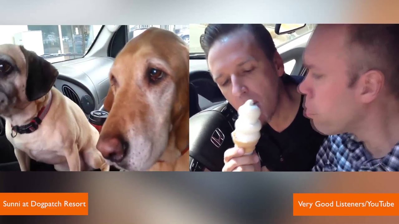 Humans Reenact Viral Video of Dogs Devouring Ice Cream - YouTube