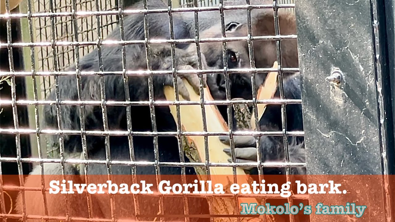 Mokolo’s family- Silverback Gorilla eating bark. - YouTube