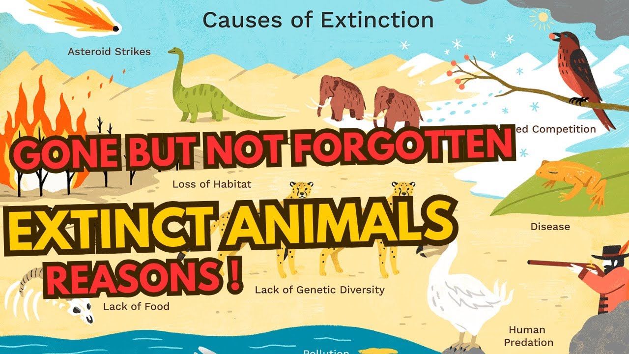Gone But Not Forgotten: Extinct Animals and Their Stories | Data Maniac ...
