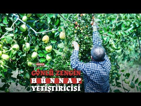 Kendini tarlasına adadı, 6 yılda 270 hünnap ağacı yetiştirdi