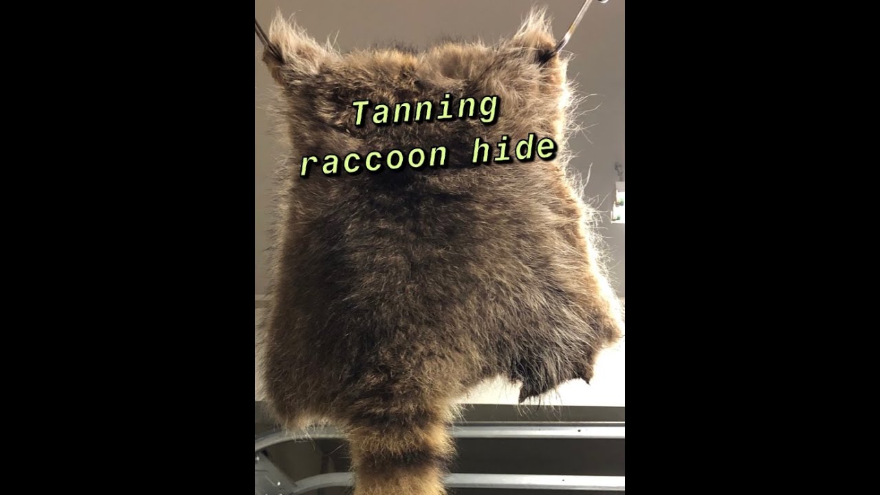 How To Tan Raccoon Hides - YouTube
