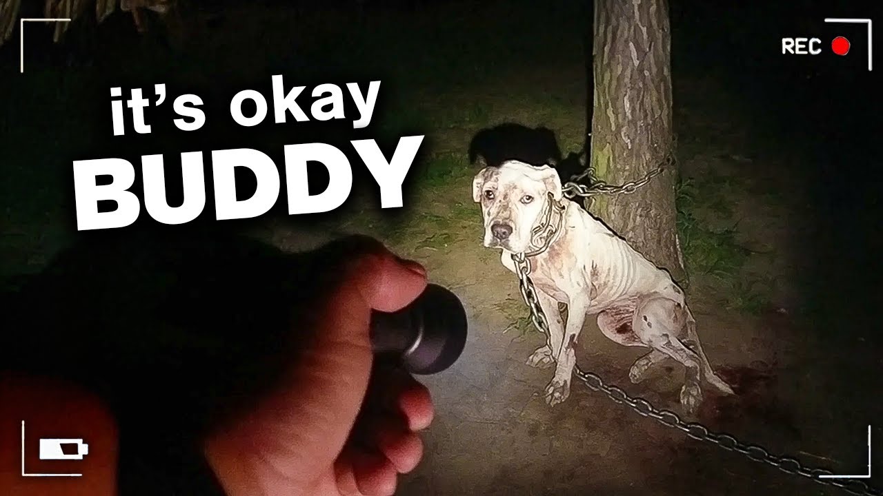 When Cops Save Animals Just In Time - YouTube
