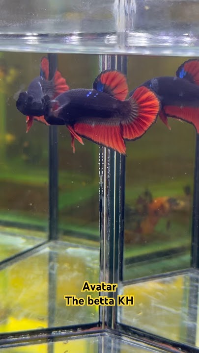 Avatar (The betta KH) - YouTube