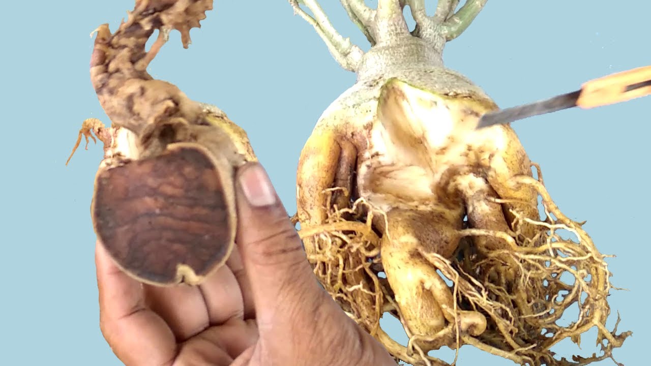 How to Manage Root Rot of Adenium in Monsoon - YouTube