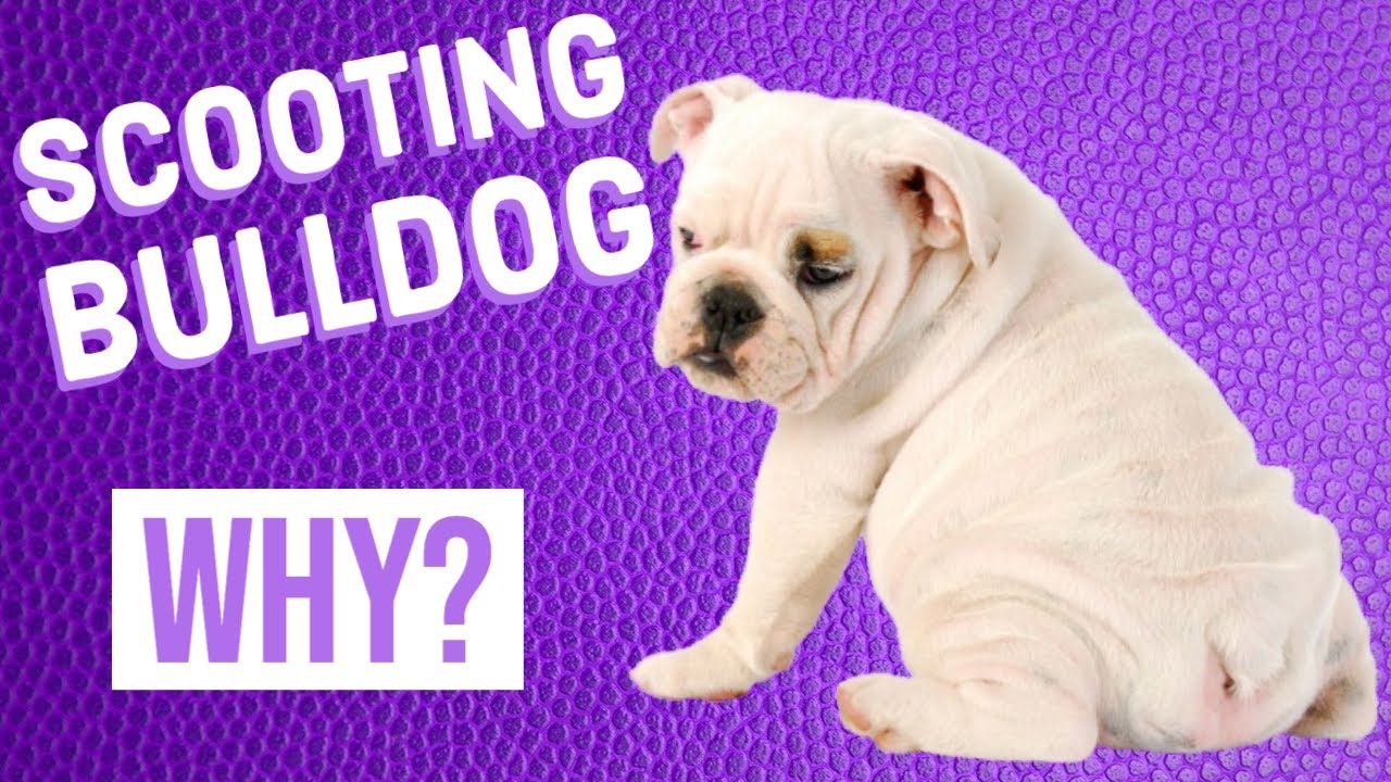English Bulldog Dragging its Tail | Scooting - YouTube