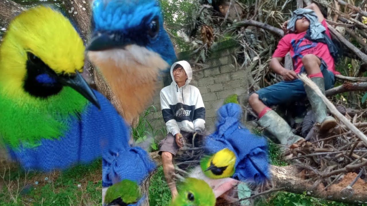 Mikat burung cucak Rante dan cucak mini super @Perengpojok - YouTube
