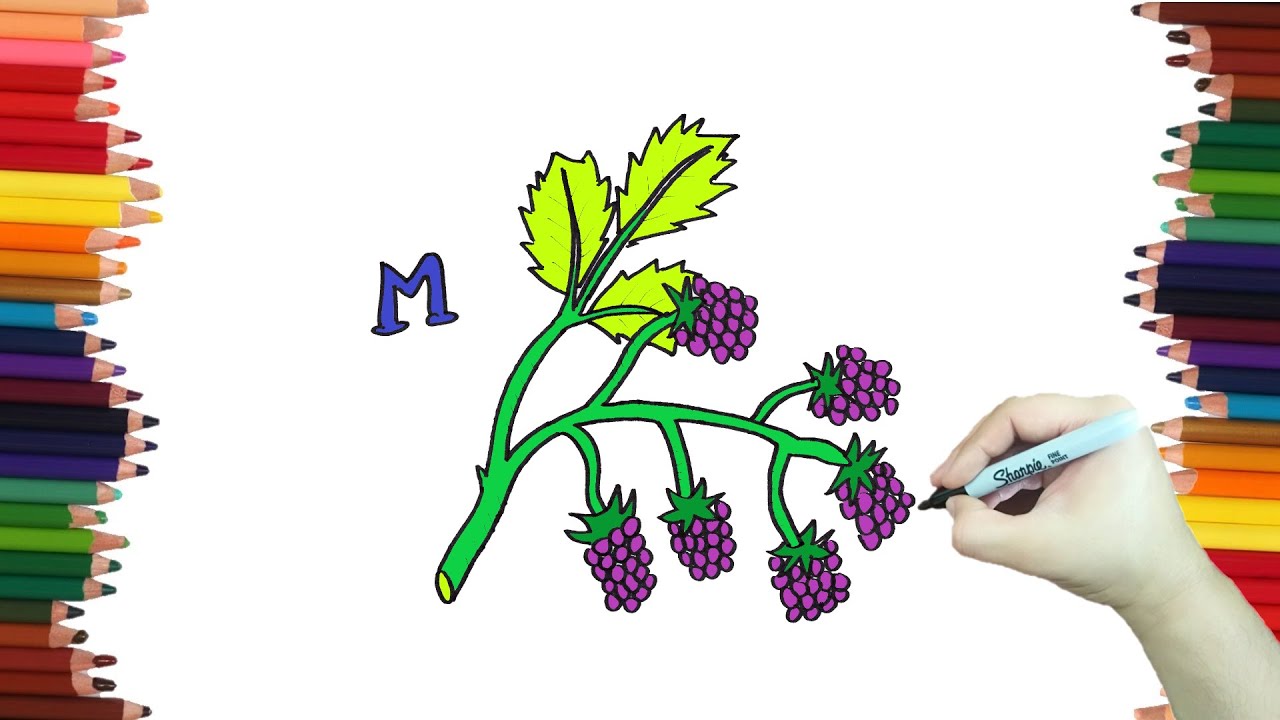 Como Dibujar una MORA- Dibujos con la letra M paso a paso y muy Fácil ...