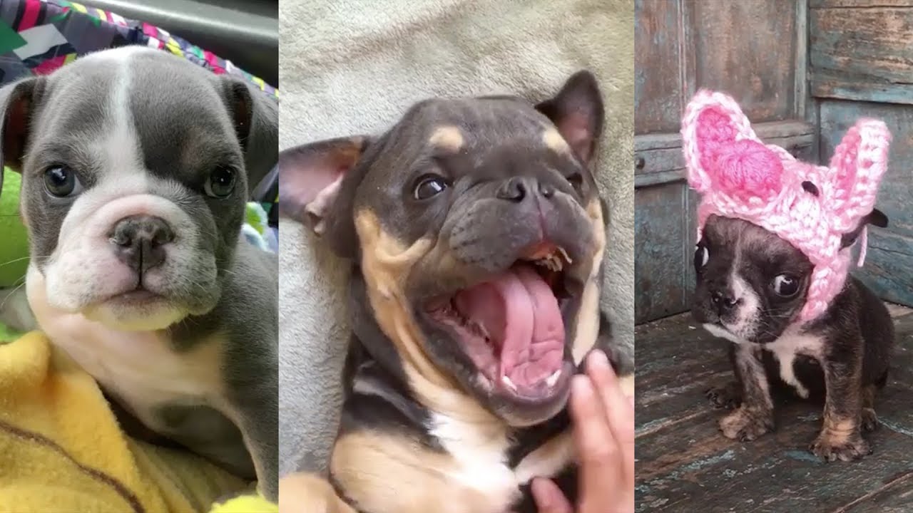 Can Dogs Have Birth Defects