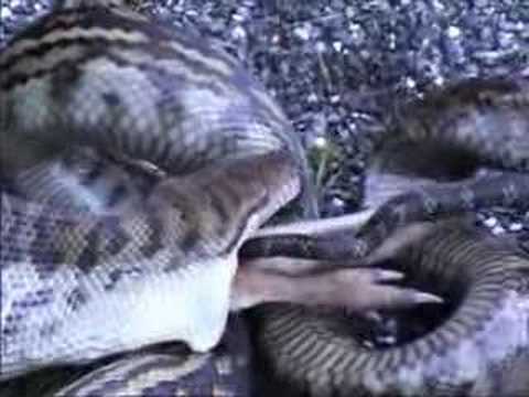 Rainforest Python dining - YouTube