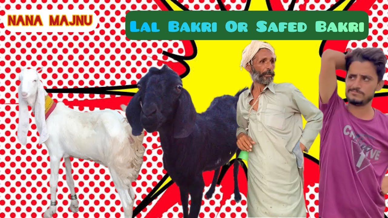 Kali Bakri or Safed Bakri Wait for big Twice too funny video please ...