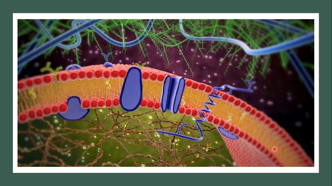 Fosfolípidos y Membrana Plasmática [Audiograbación] - YouTube