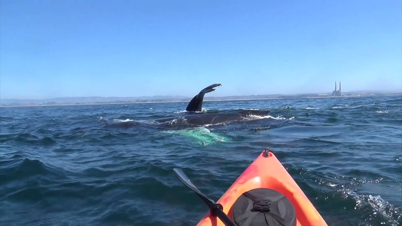 Kayaking with Whales 9:21:15 short - YouTube