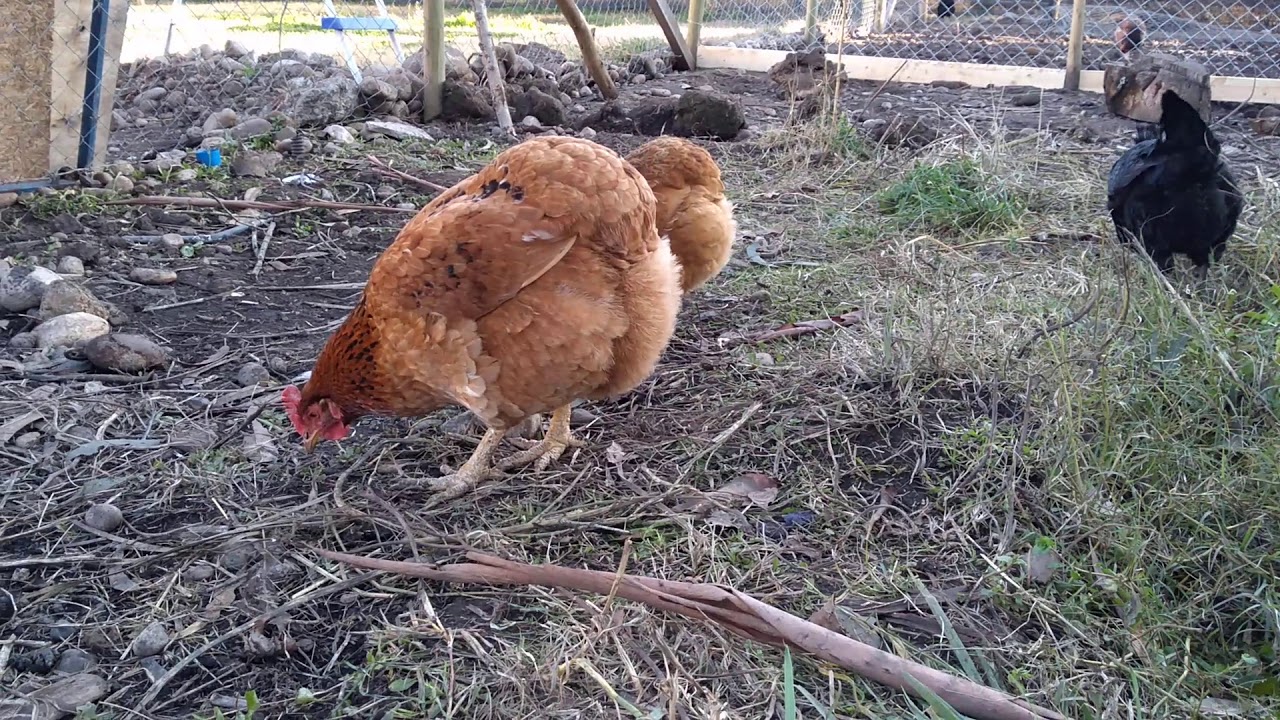 Gallinas Kolloncas, Mawünko - YouTube