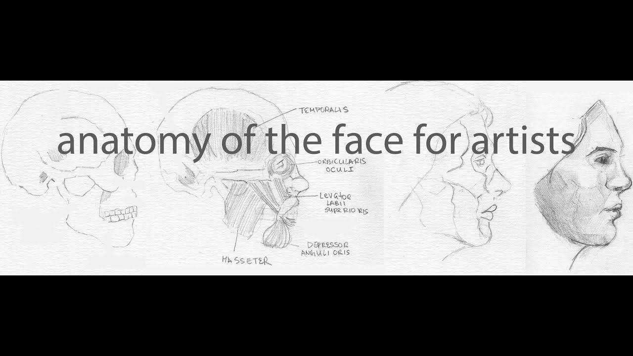 Anatomy of the face for artists. Muscles, bones and drawing - YouTube