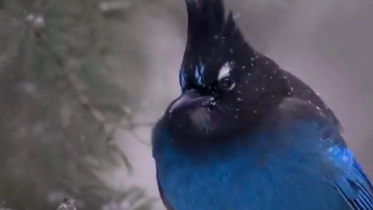 12 Animals of Christmas | BBC Earth Unplugged - YouTube