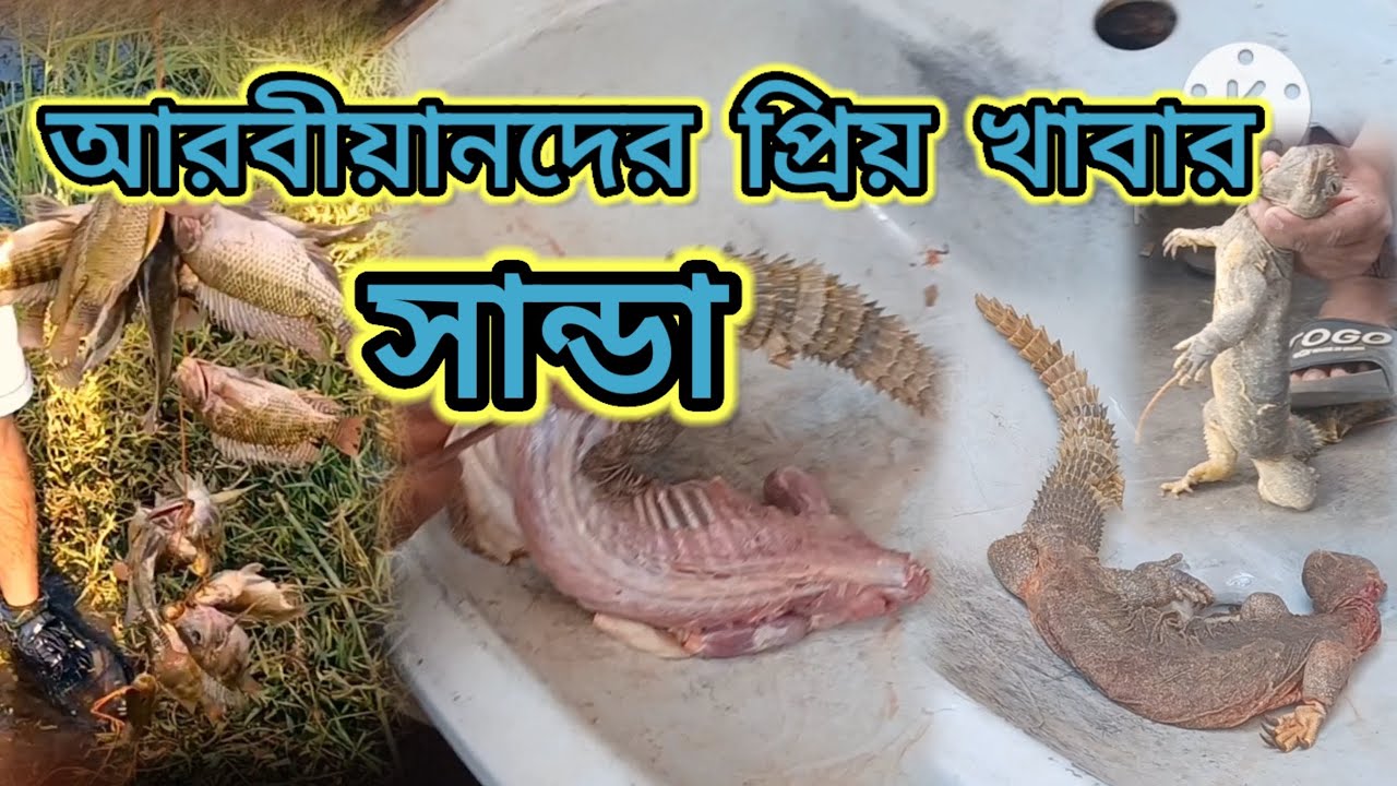 Arabian food Shanda. আরবিয়ানদের প্রিয় খাবার সান্ডা। মরুভূমিতে ...
