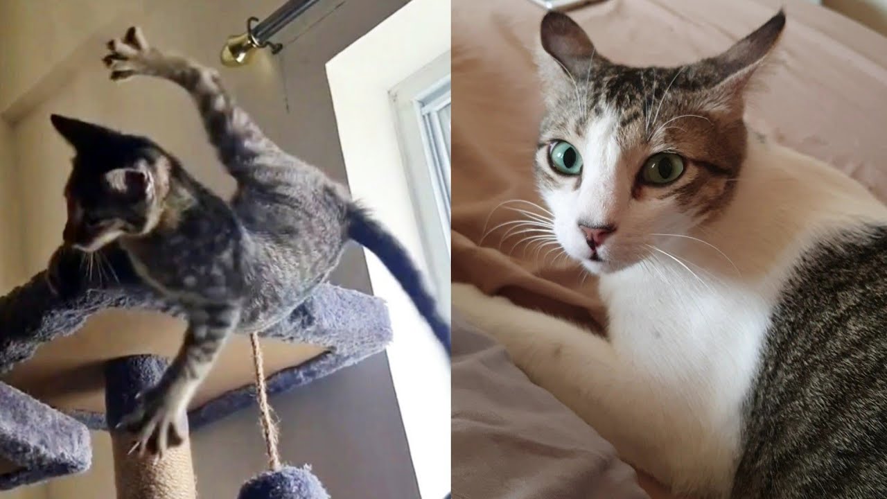 Funny Cats Fails Challenge Compilation - YouTube